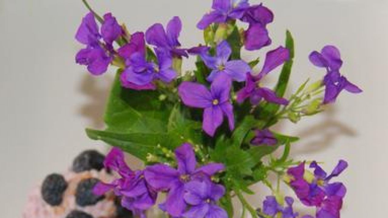 Przepis - Borówkowe mini gryzki : przepis - Gotujmy.pl