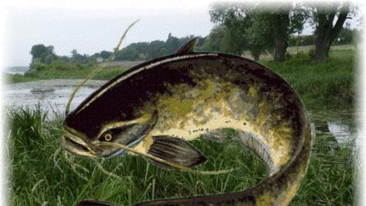 Przepis - Sum smażony przepis - Gotujmy.pl