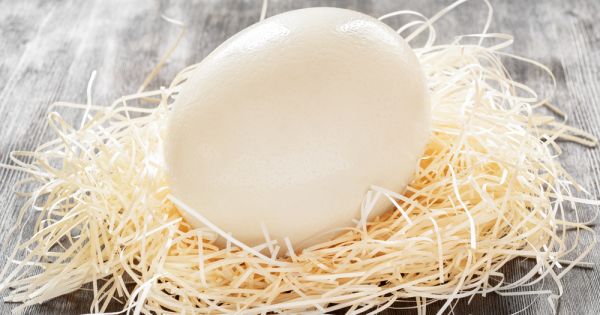 Składnik Kulinarny - Jajka strusie - Składnik Kulinarny - Gotujmy.pl