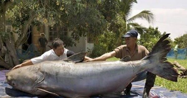 Największy sum na świecie - Gotujmy.pl