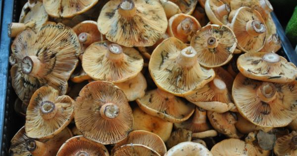 Marynowane rydze - przepis, który warto znać! - Gotujmy.pl