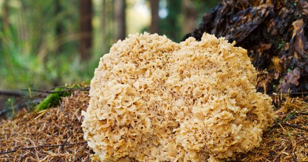 Szmaciak gałęzisty - niezwykły grzyb - Gotujmy.pl