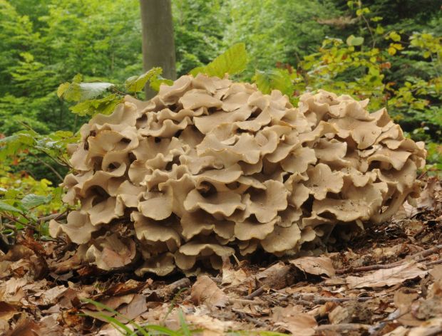 Szmaciak gałęzisty - niezwykły grzyb - Gotujmy.pl